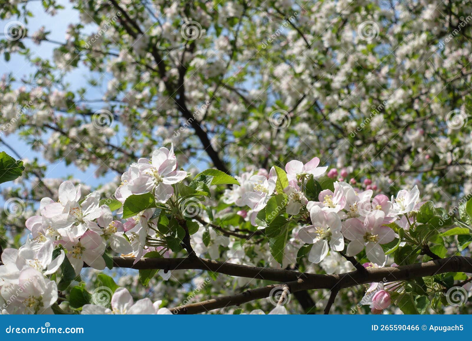 Horizontal Branch of Blossoming Apple Tree in April Stock Photo - Image ...