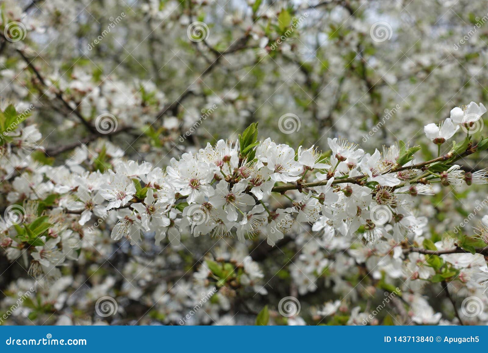 Horizontal Branch of Blossoming Cherry in Spring Stock Photo - Image of ...
