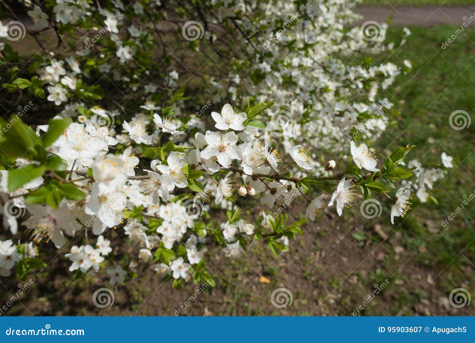 Horizontal Branch of Flowering Cherry Plum Tree Stock Image - Image of ...