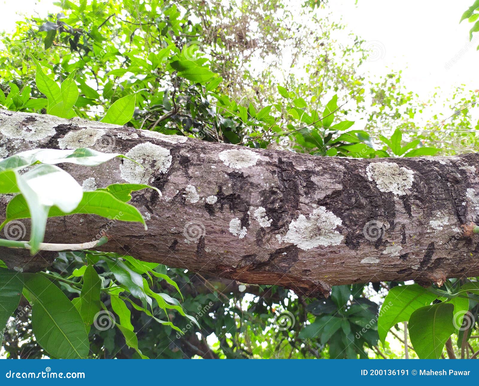 Horizontal Branch Trunk of Mango Tree with Green Leaves. Silhoutte ...