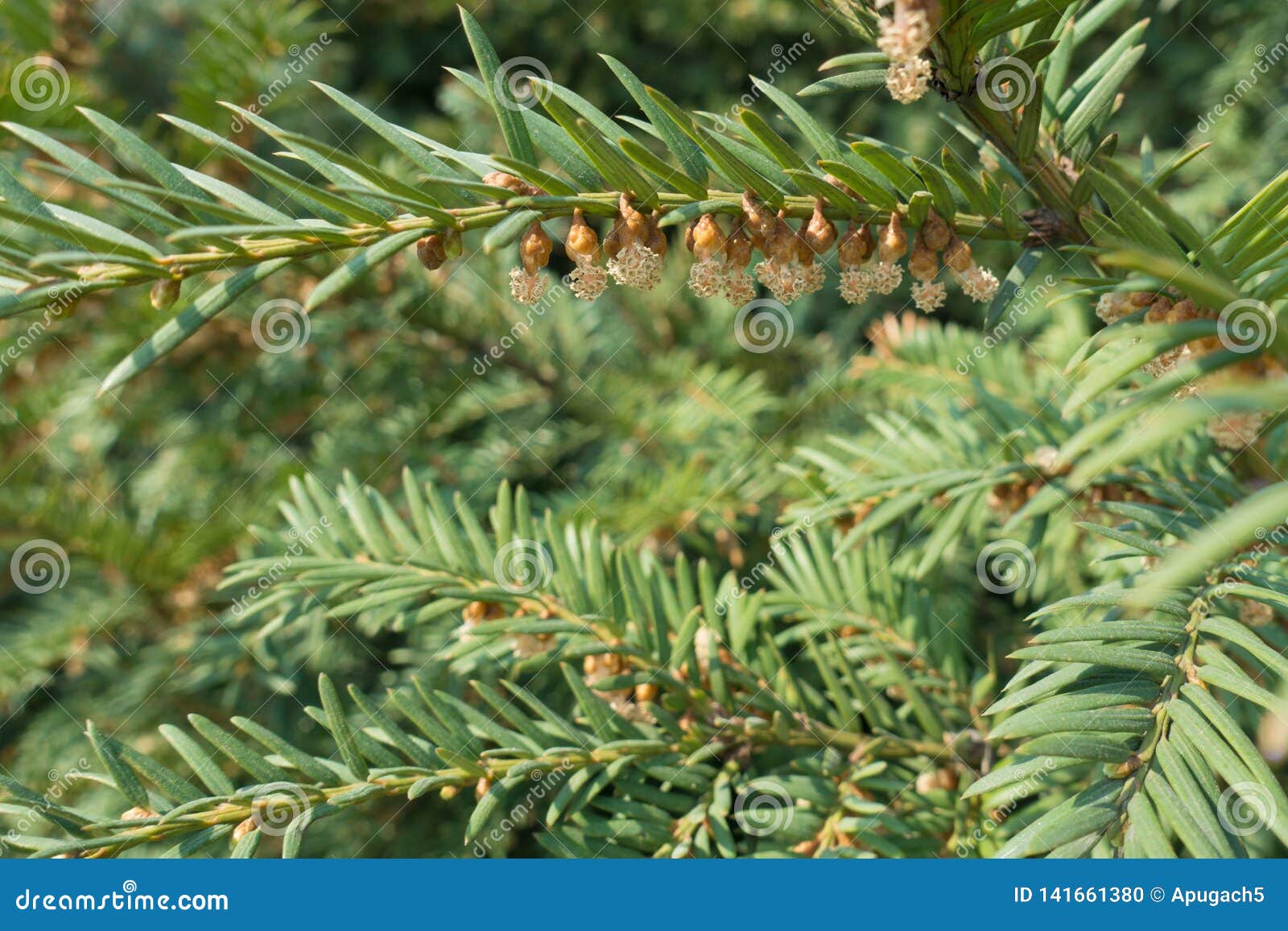 Horizontal Branch of Yew with Cones in Spring Stock Photo - Image of ...