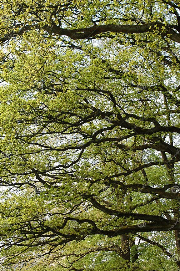 Horizontal Branches of Trees Stock Image - Image of beauty, nature ...