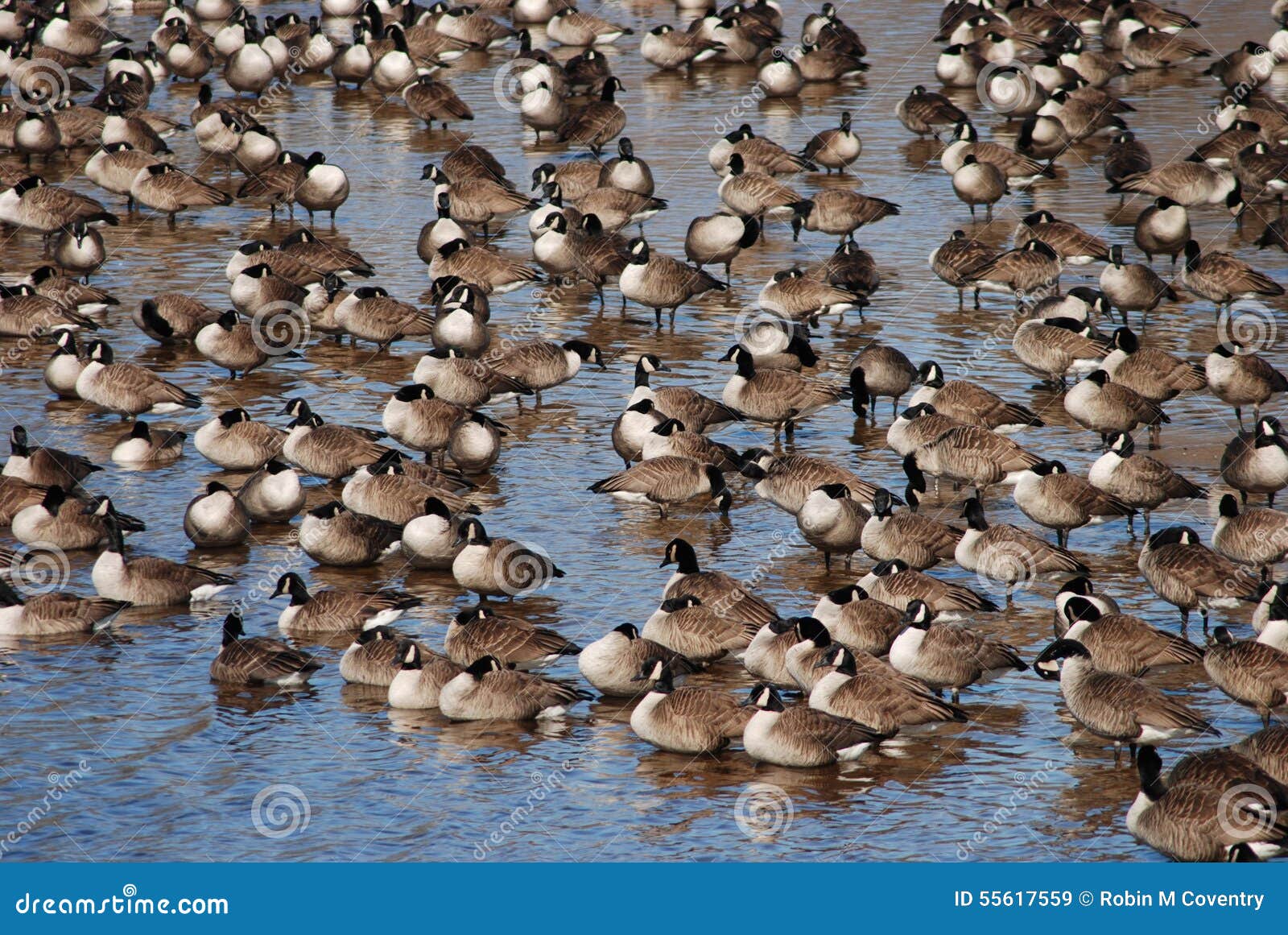Horizontal Canada Geese Resting in a Shallow Pool Stock Image - Image ...