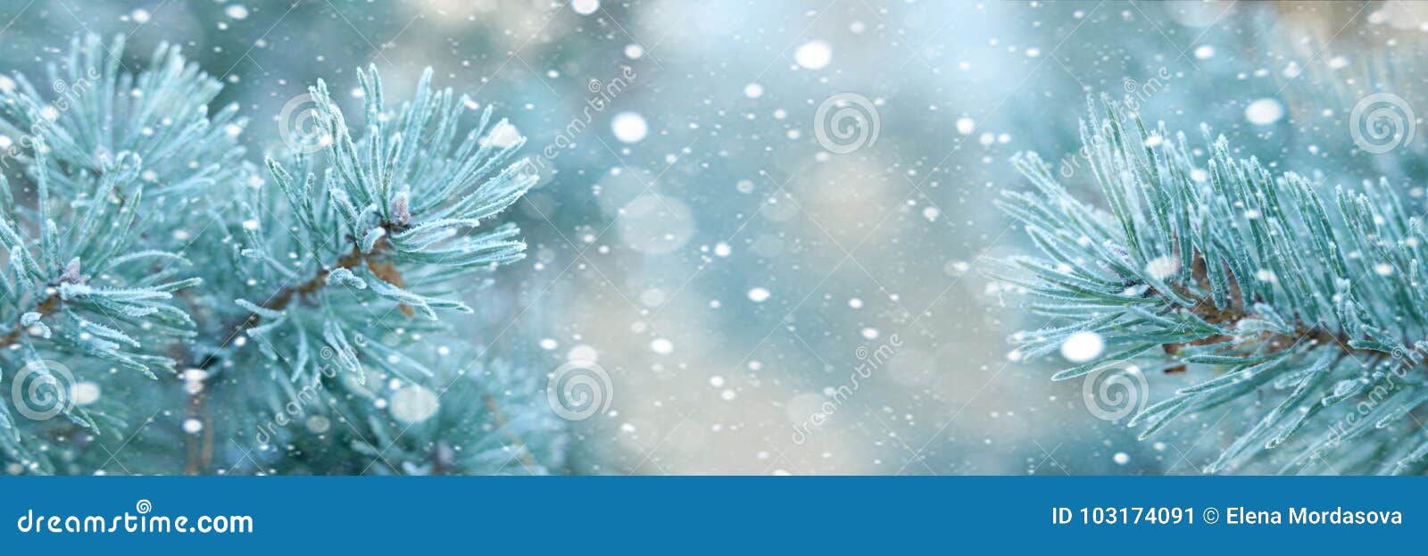 Horizontal Christmas Background with Pine Branches and Snow Stock Image ...