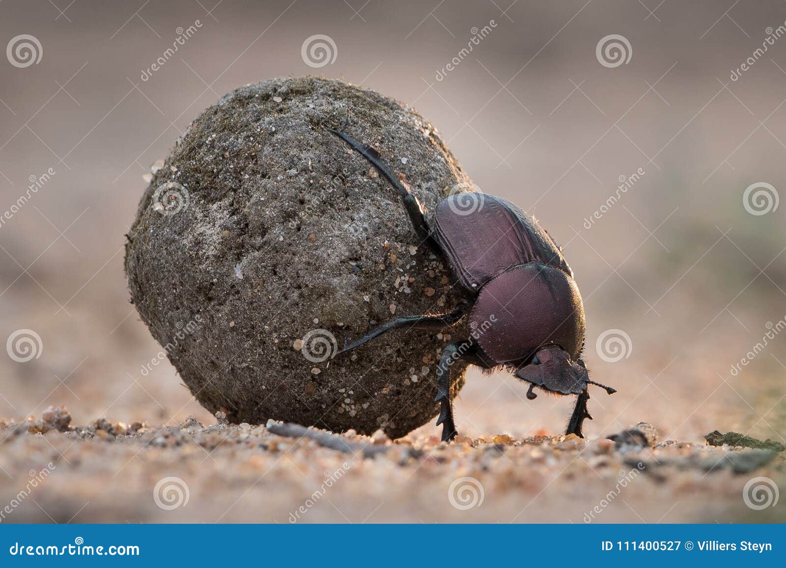 Dung Beetle Rolling Poop On A Rocky Trail Stock Photo | CartoonDealer ...