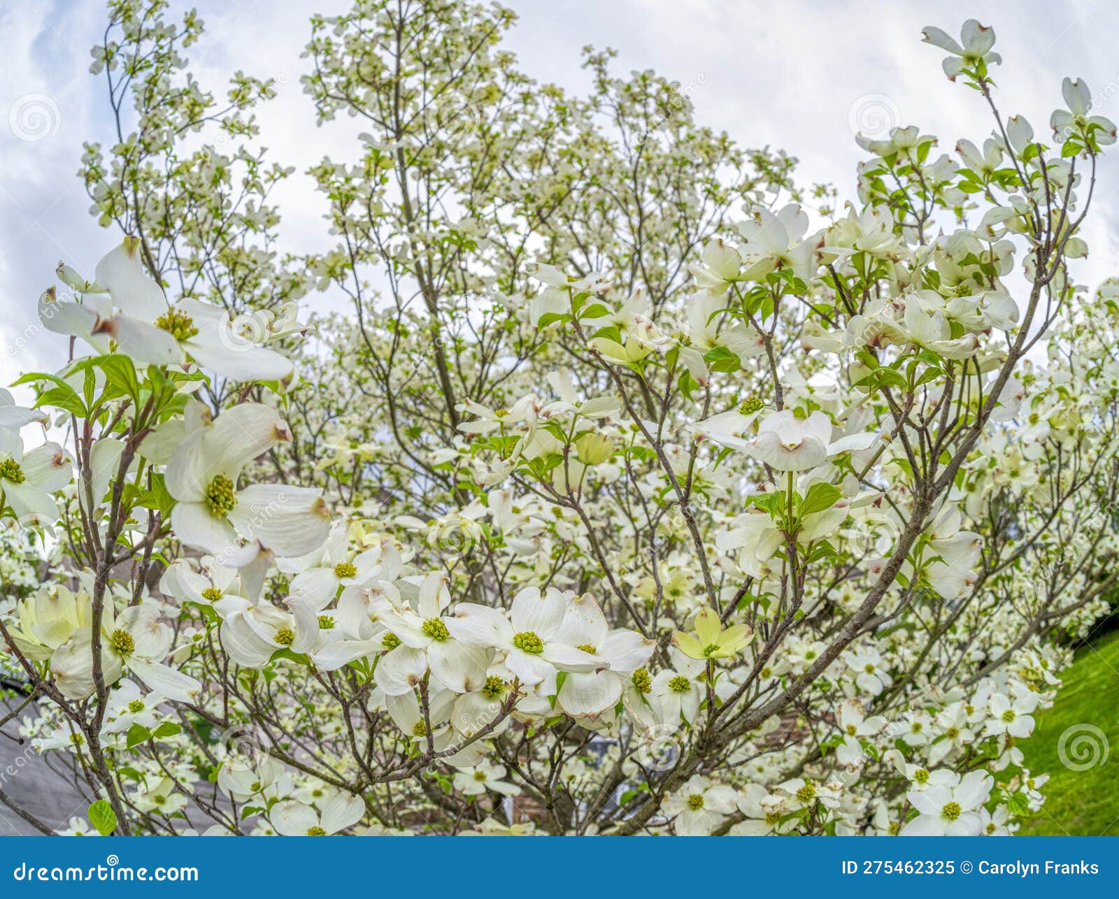 Close-up Fisheye View of Blooming Dogwood Tree Stock Image - Image of ... Close-up Fisheye View of Blooming Dogwood Tree Stock Image - Image of ...