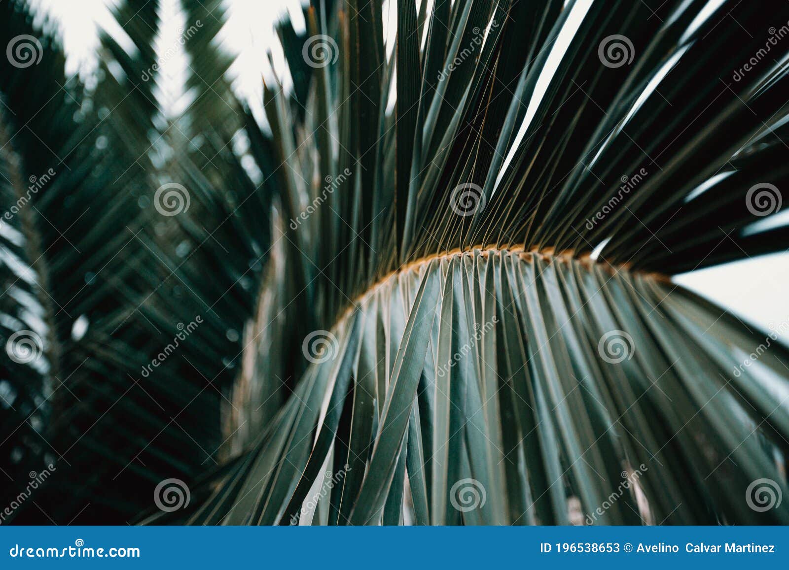 Horizontal Close Up of a Palm Tree with Copy Space during a Bright Day ...