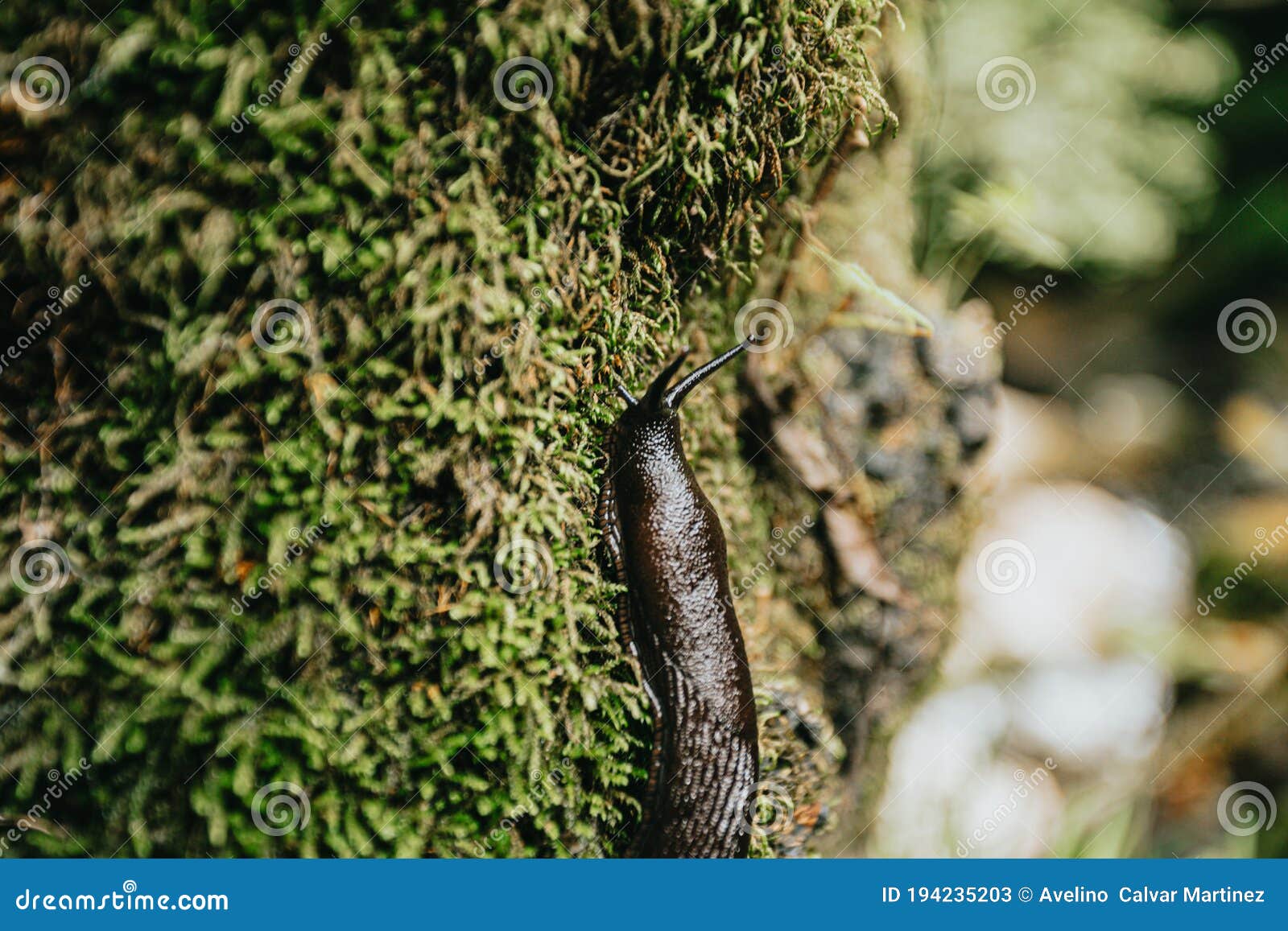 Horizontal Close Up of a Slug on the Moss Stock Image - Image of green ...