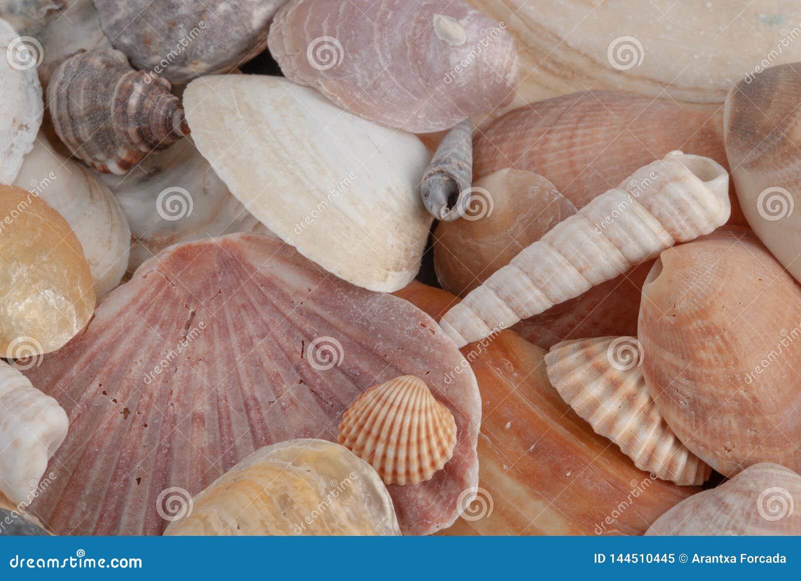 Horizontal Close-up of Various Colored Seashells Stock Image - Image of ...