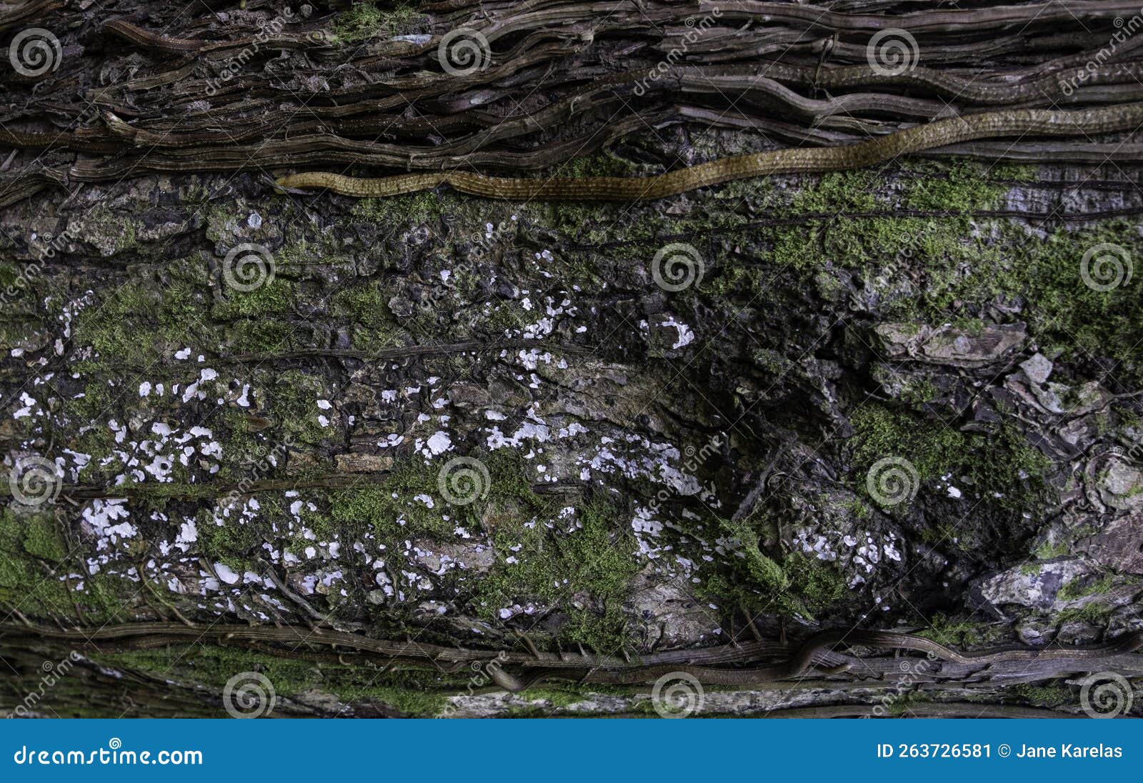 Horizontal Closeup Tree Bark with Green Mildew and Branches Stock Image ...