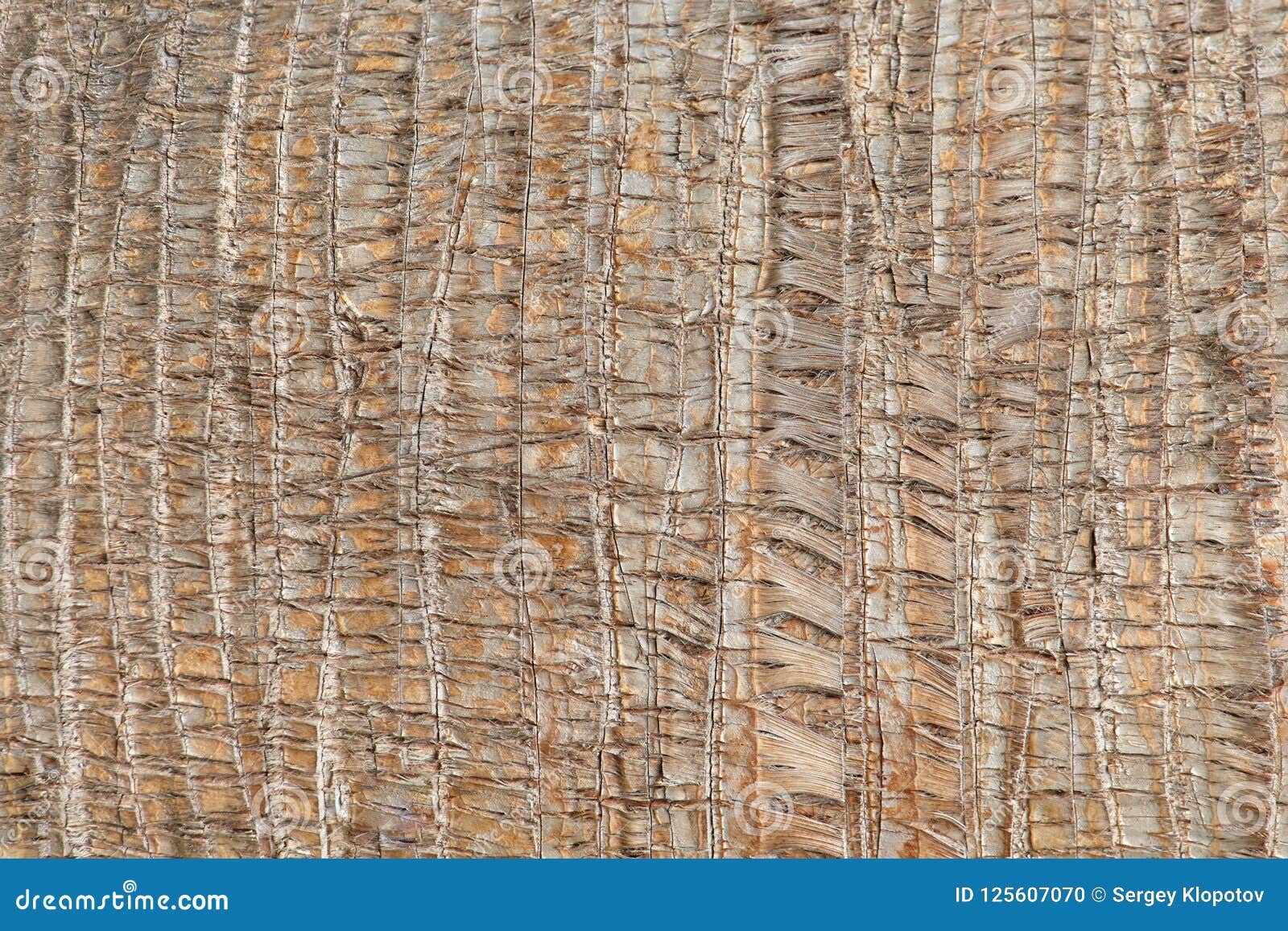 Texture Of Palm Trees Closeup. Palm Stem Close Up. Palm Tree Texture ...