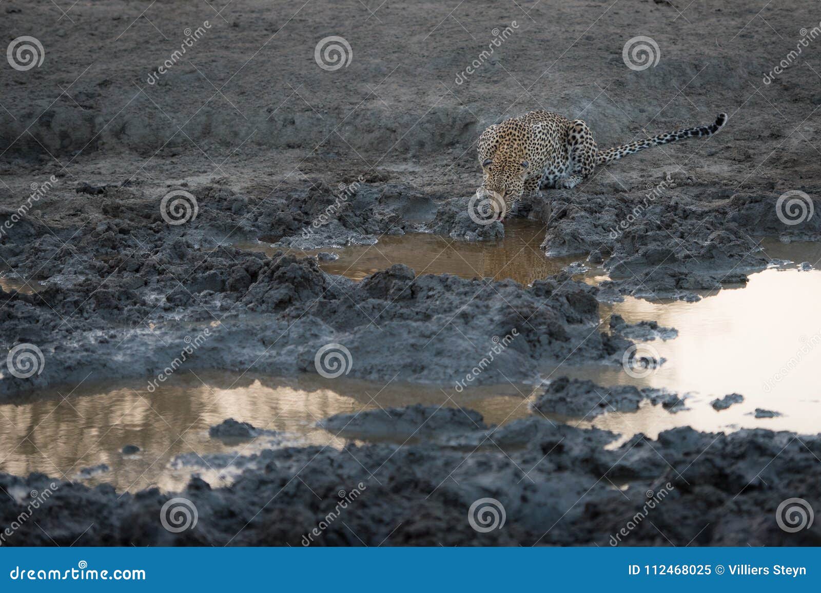 A Leopard Drinking at a Dwindling, Muddy Pool. Stock Image - Image of ...
