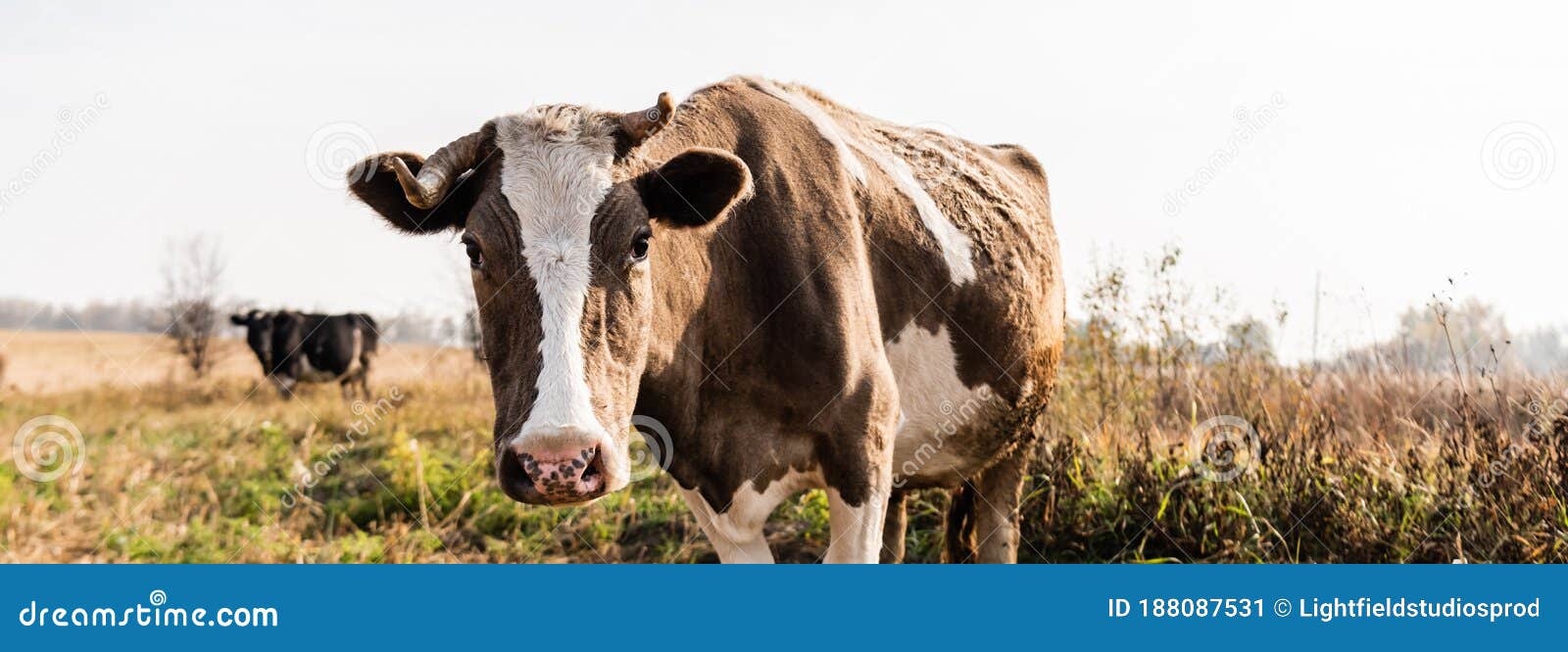 Horizontal Crop of Cow Looking at Stock Image - Image of lviv, field ...