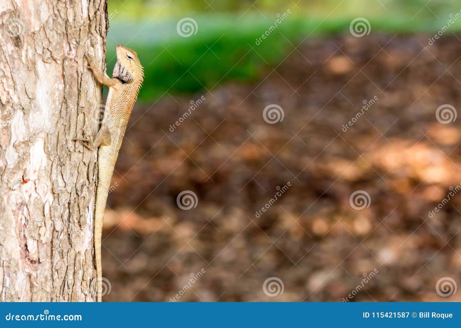 Horizontal Cropped Colored Chameleon Agamids Changeable Lizard C Stock ...