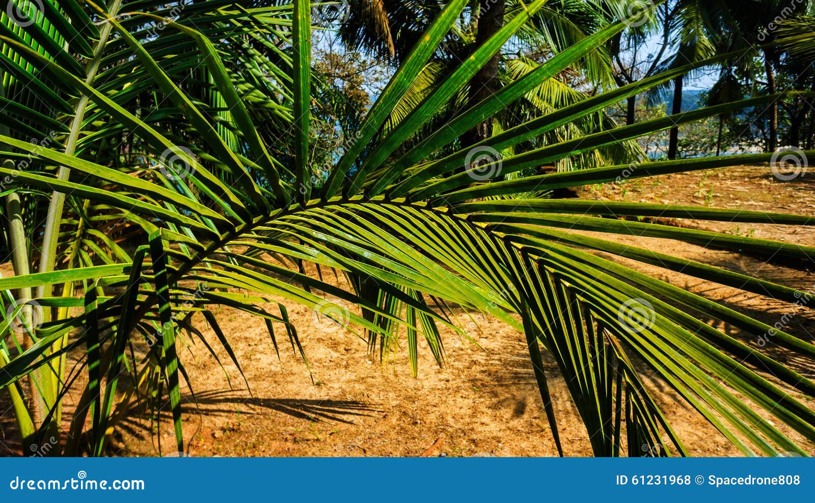 Horizontal Curved Palm Tree Stock Photo - Image of shape, outdoors ...