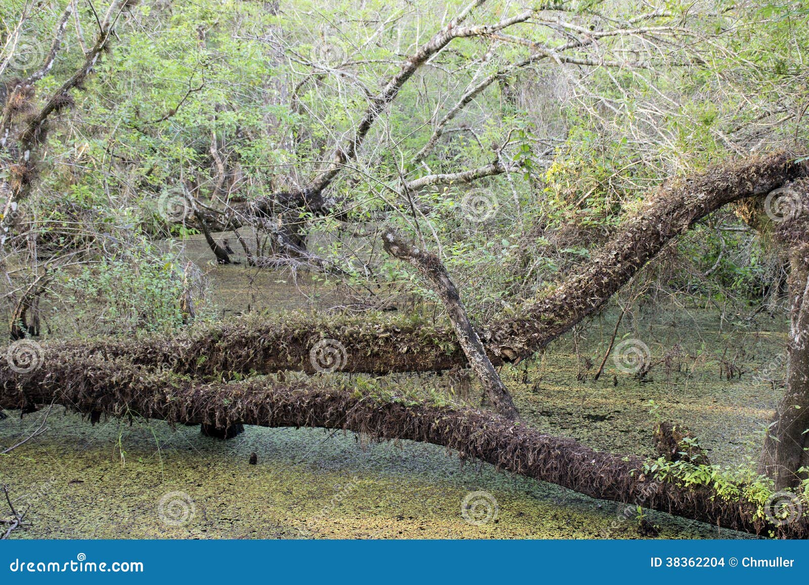 Horizontal Cypress Trees on Swamp at Slough Preserve Stock Photo ...