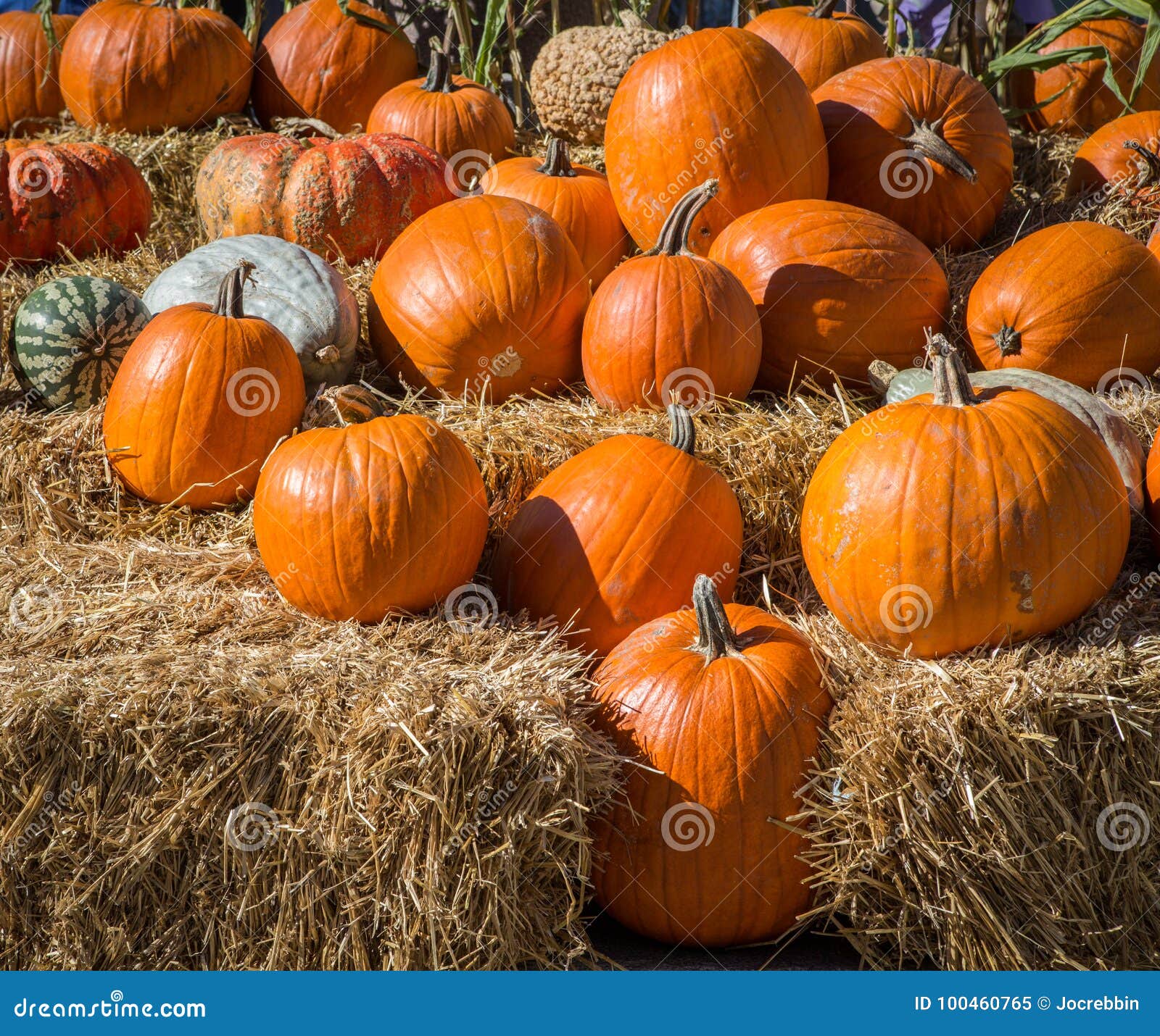 Horizontal Display of Pumpkins on Hay Stock Image - Image of farm ...