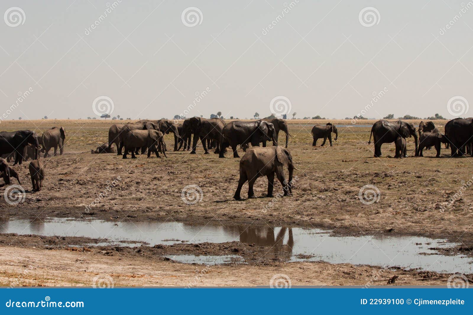 Horizontal Elephants Herd Crossing Chobe River Stock Photo - Image of ...