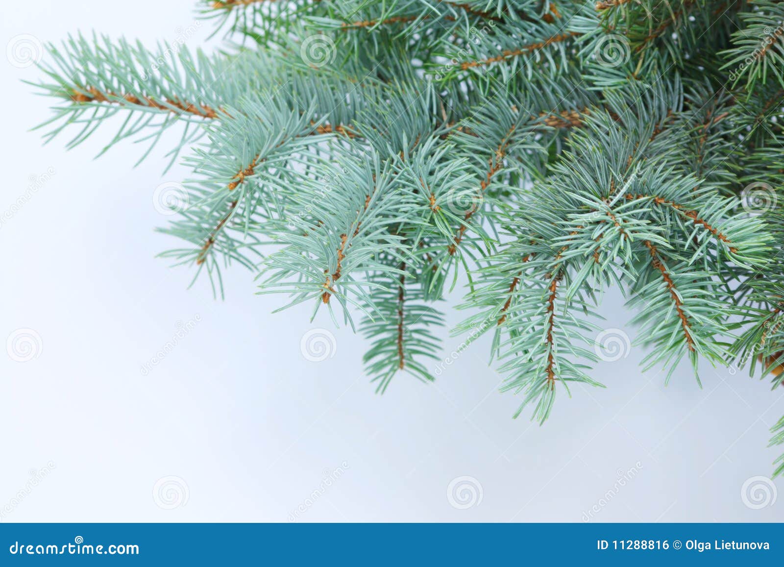 Horizontal Fir-tree Branch #1 Stock Photo - Image of green, space: 11288816