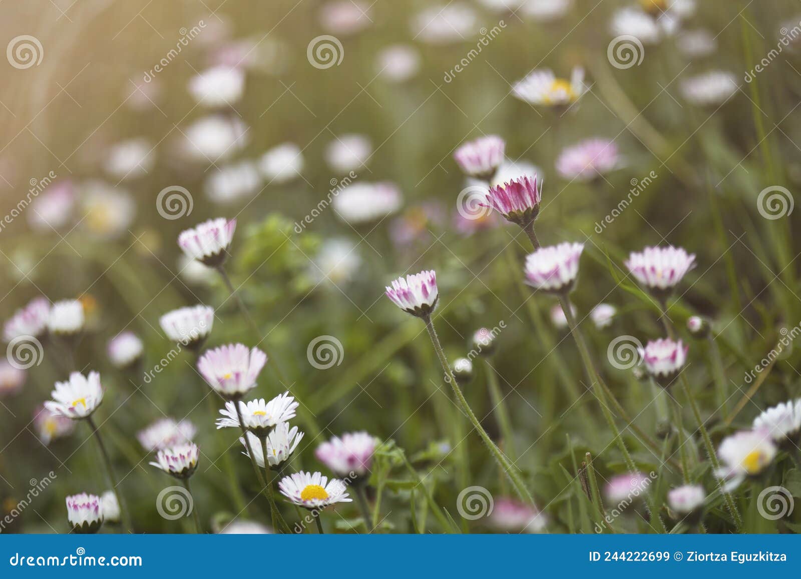 Horizontal Flowery Background with Daisies and Backlight. Space for ...