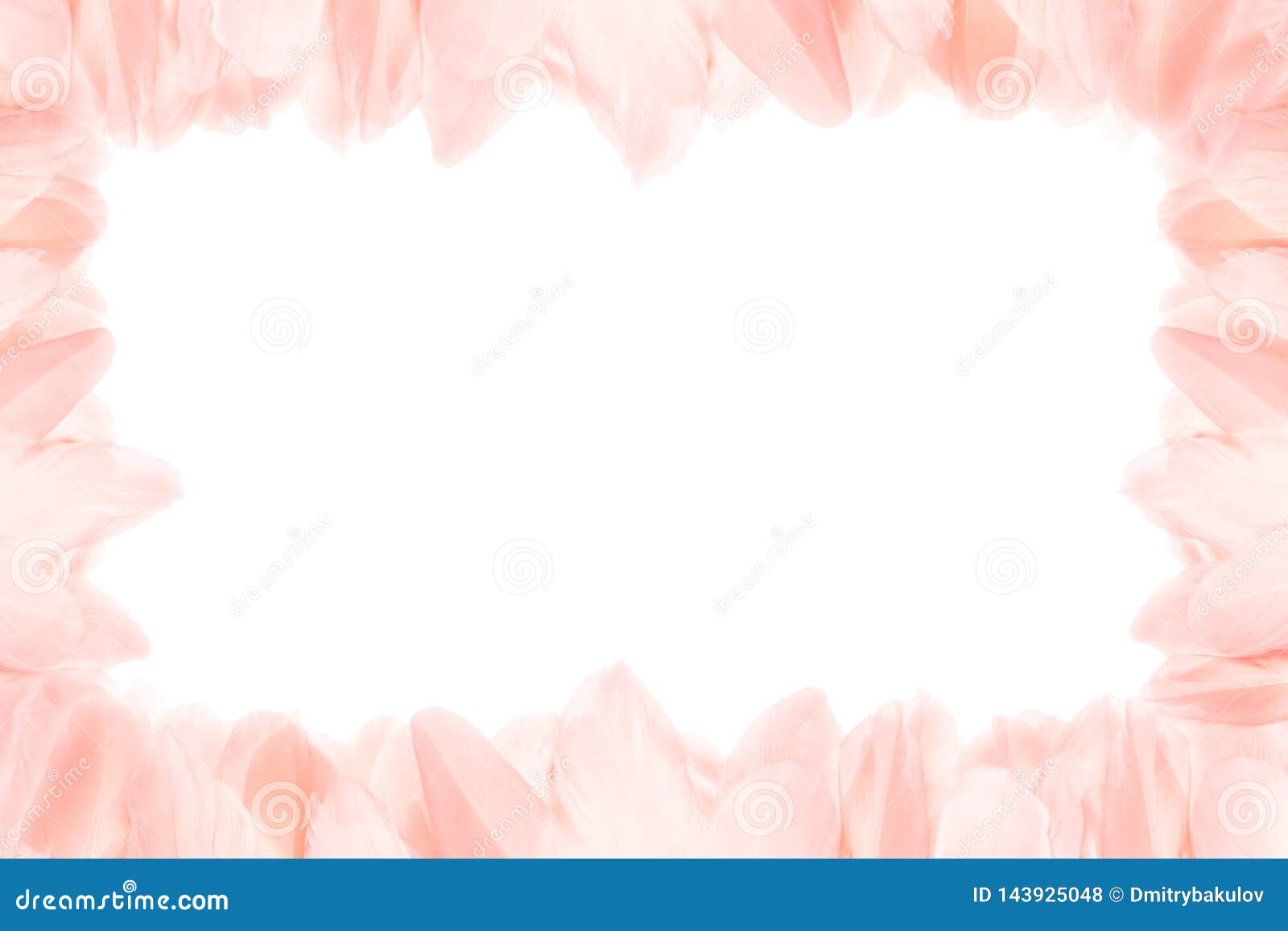 Horizontal Frame of Pink Feathers. on White Background Stock Photo ...