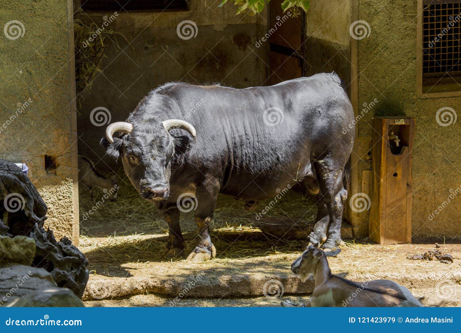 Horizontal Frontal Image of a Black Bull Inside a Farm Stock Image ...