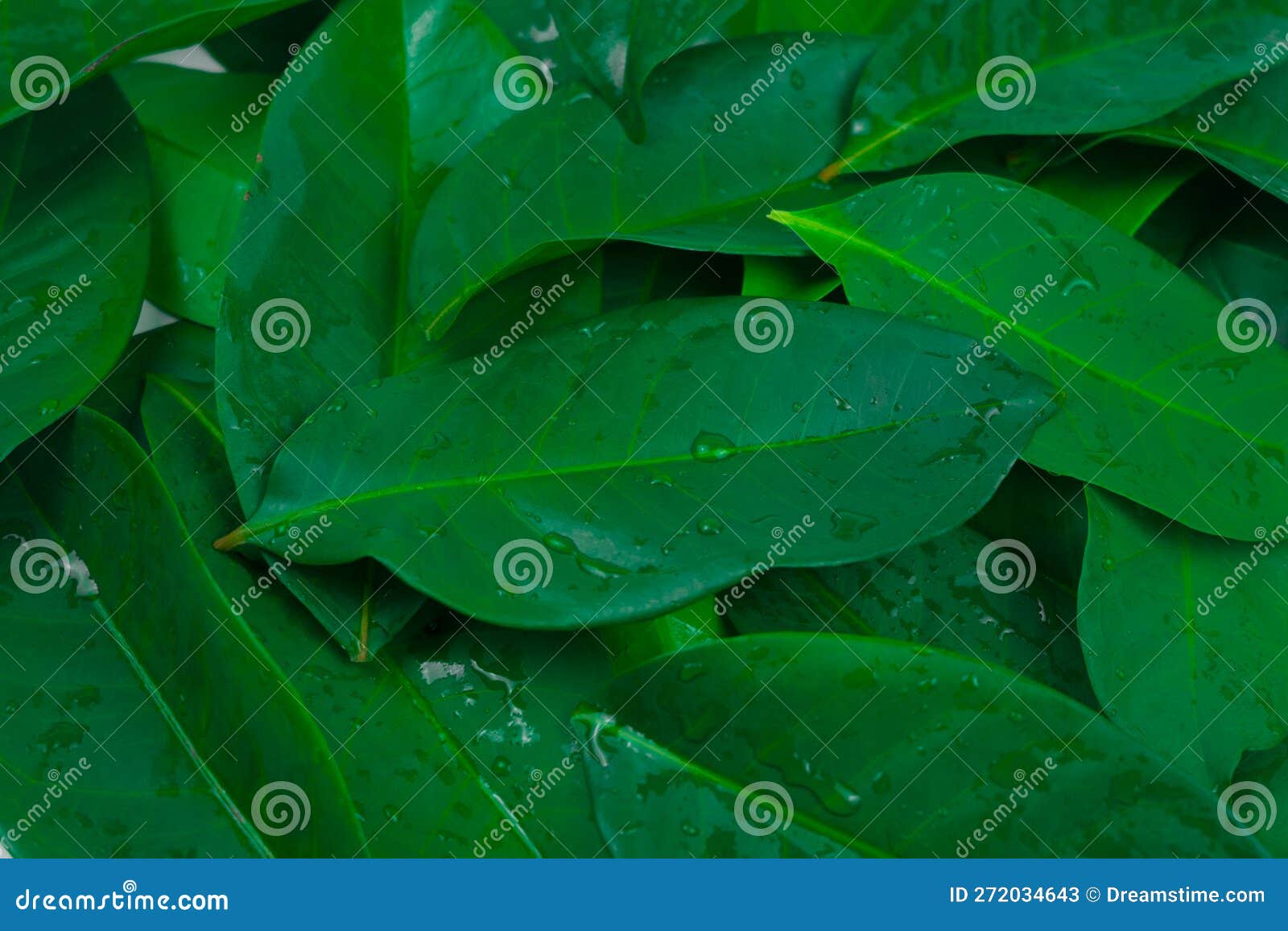 Horizontal Full Frame Bay Leaf Herbal Foliage Full Frame. Stock Image ...