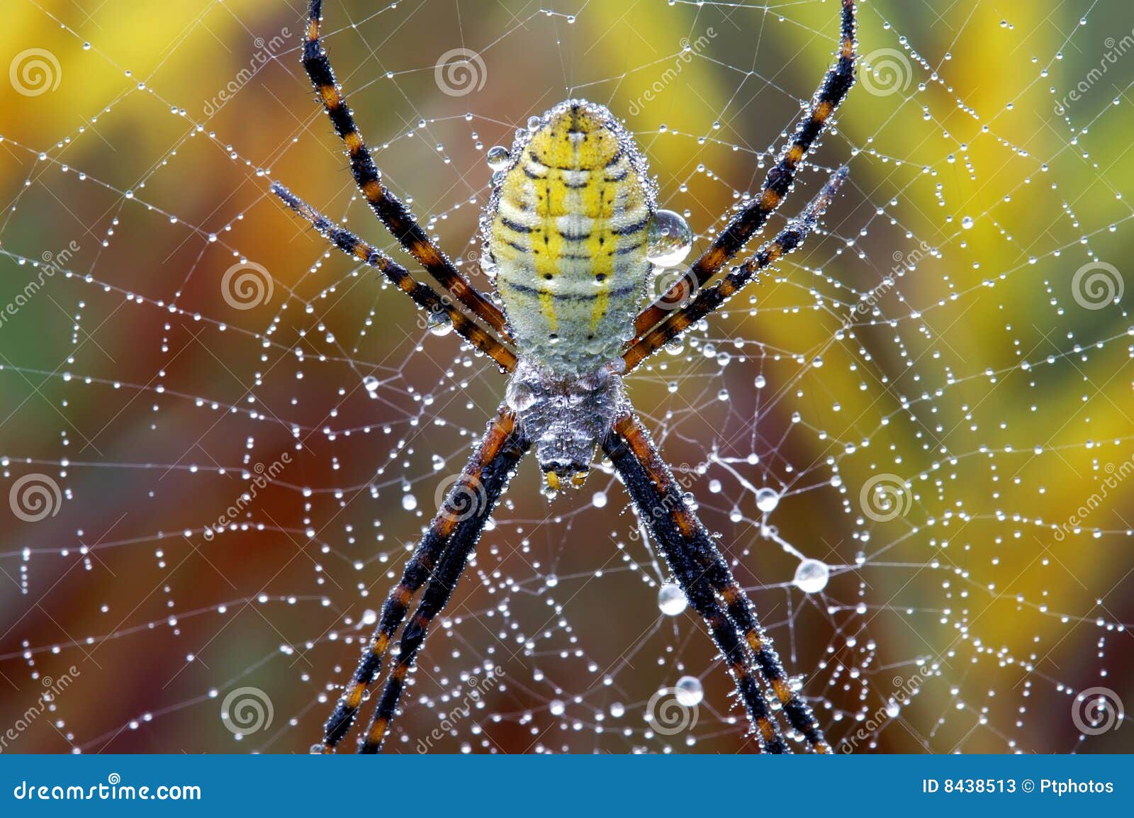 Horizontal Garden Spider Macro Stock Image - Image of pest, dewdrops ...