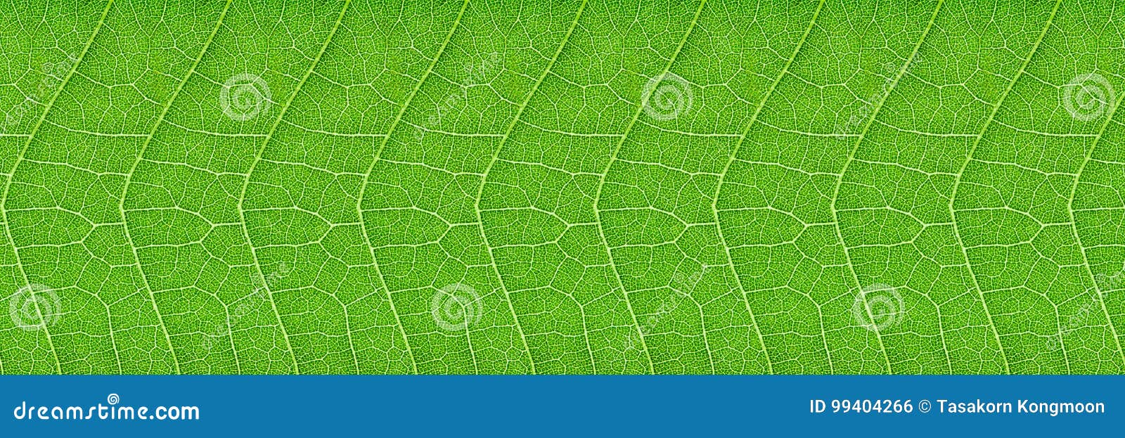 Horizontal Green Leaf Texture for Pattern and Background Stock Photo ...