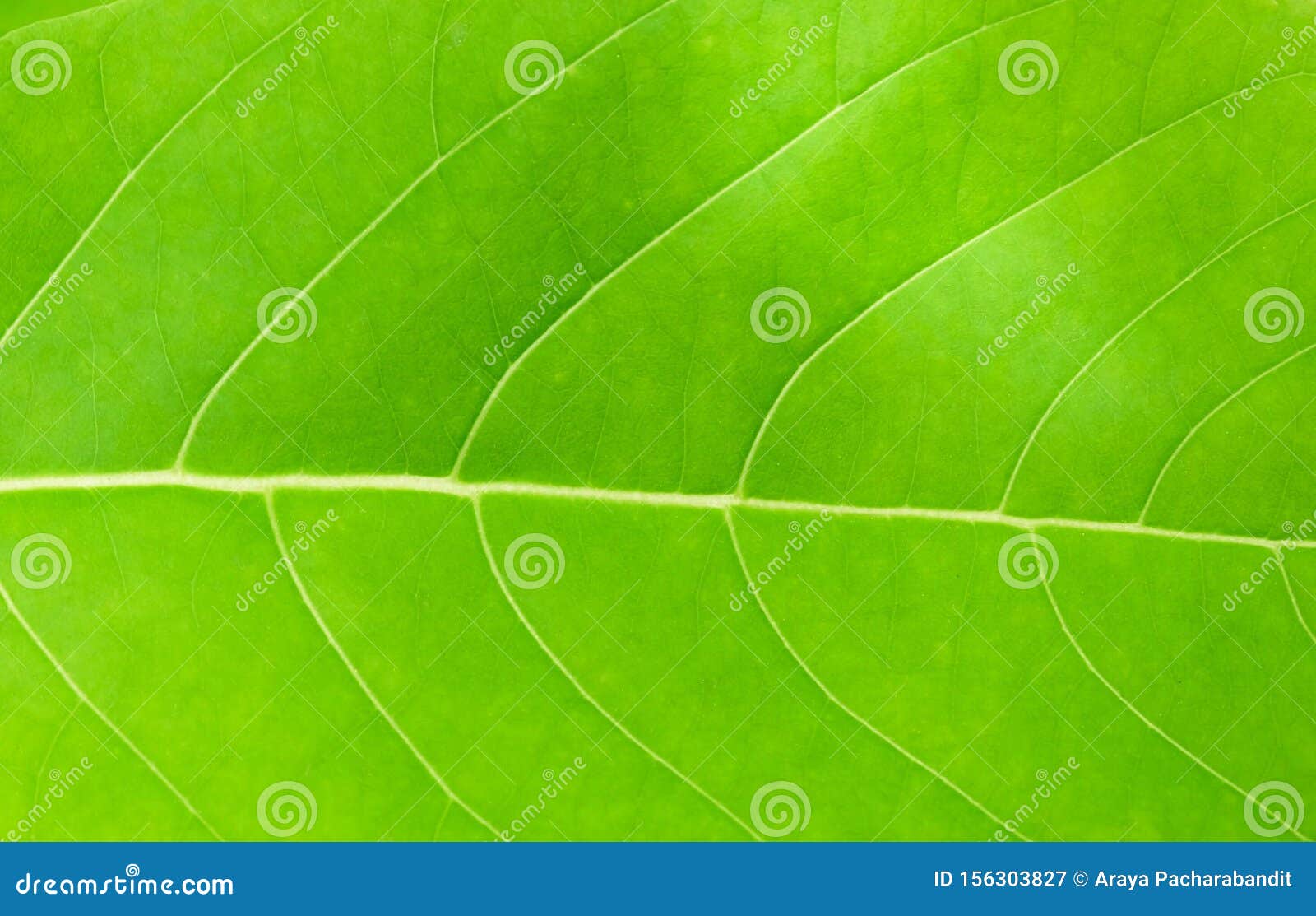 The Horizontal of Green Leaf Textured Background Stock Image - Image of ...