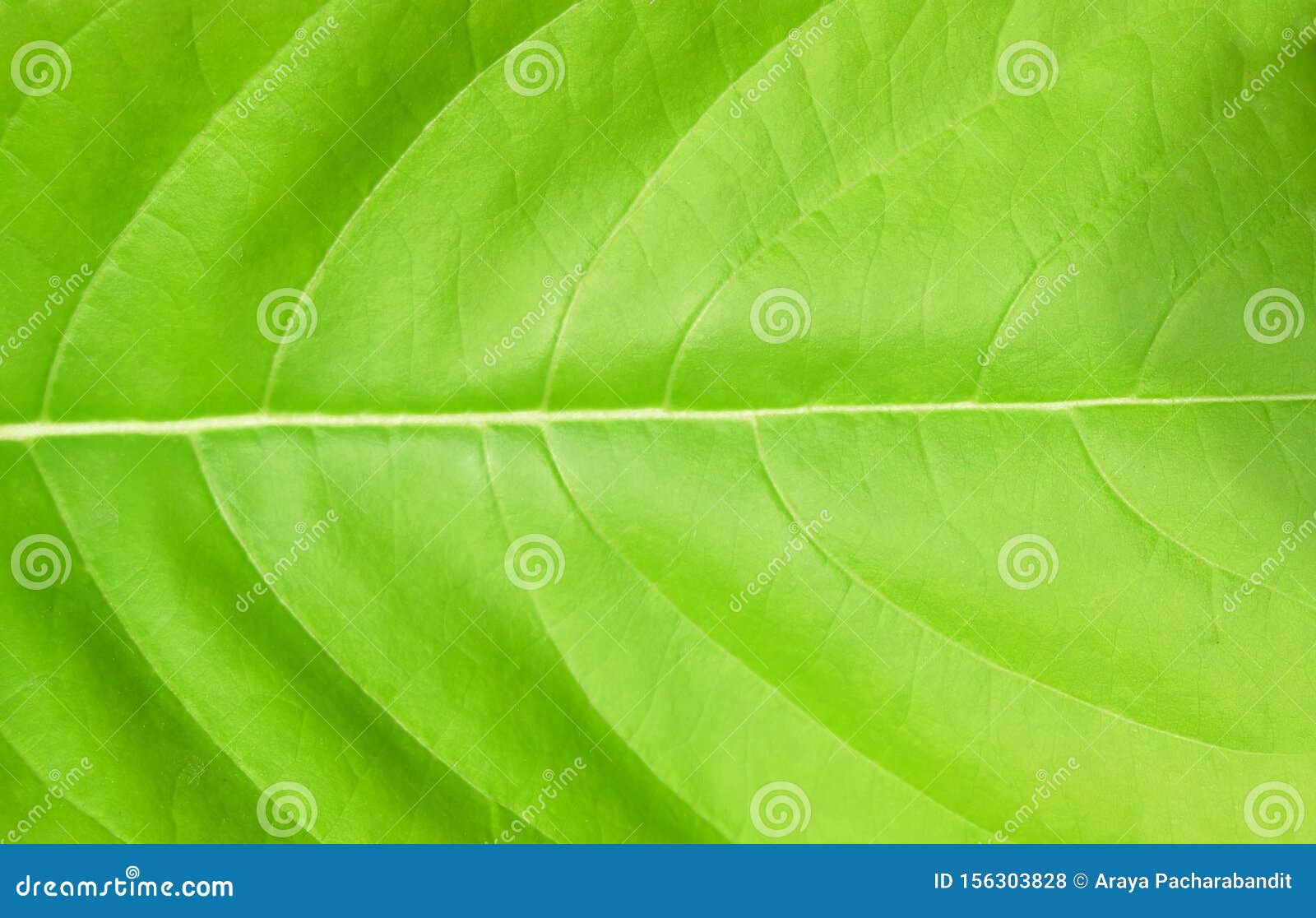 The Horizontal of Green Leaf Textured Background Stock Photo - Image of ...
