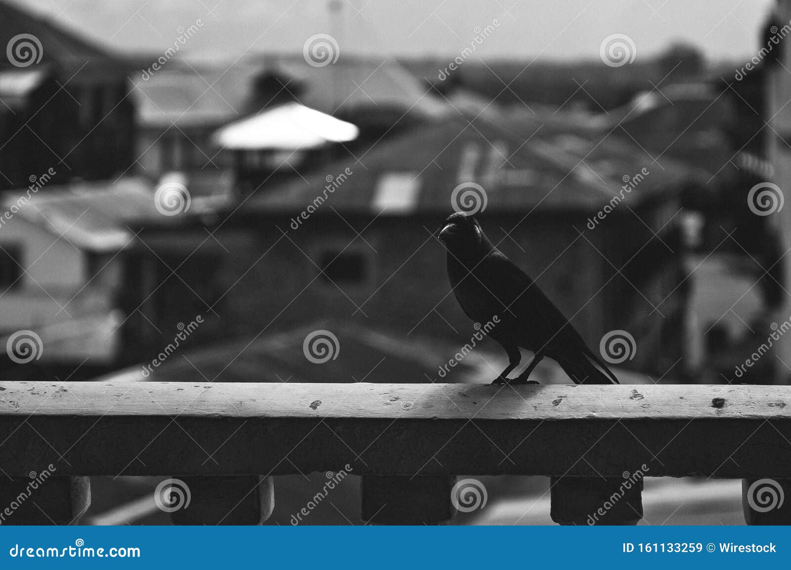 Horizontal Greyscale Shot of a Crow on a Railing with a Blurred ...