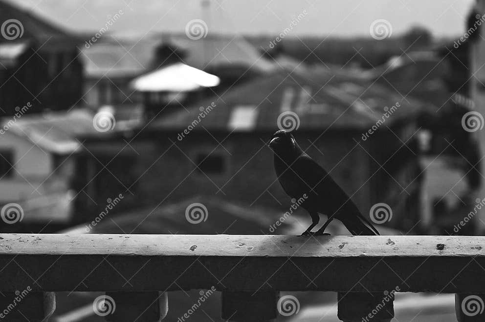 Horizontal Greyscale Shot of a Crow on a Railing with a Blurred ...