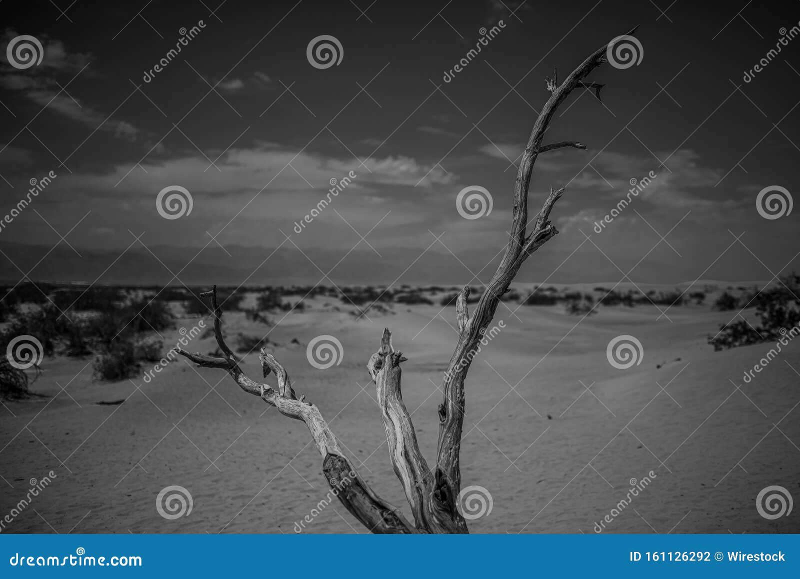 Horizontal Greyscale Shot of a Dry Tree Stick in the Desert Surrounded ...