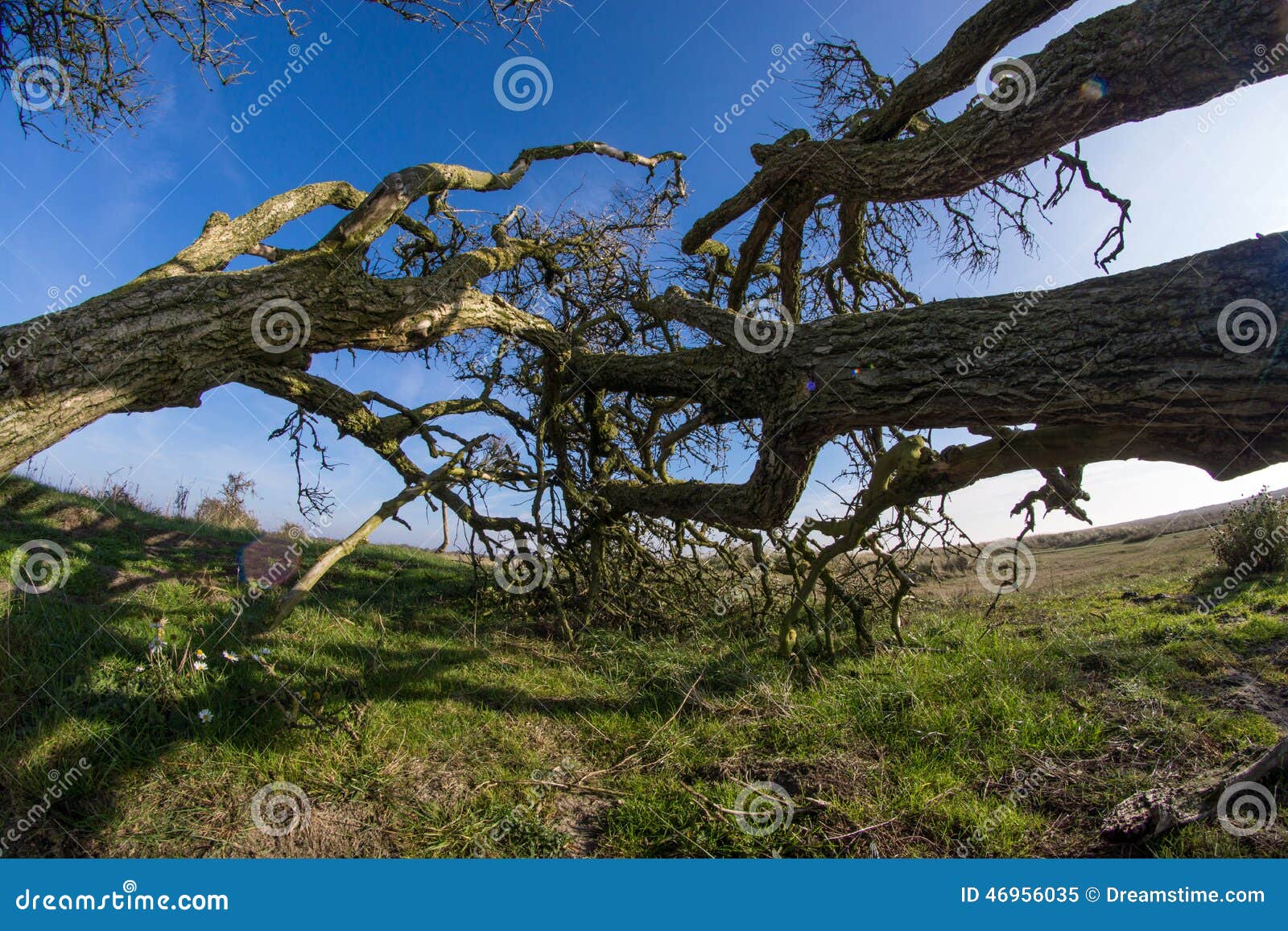 Horizontal growing trees stock image. Image of grass - 46956035