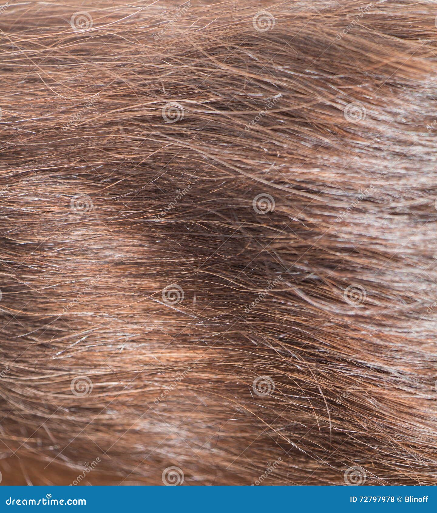 Horizontal hair backround stock photo. Image of human - 72797978