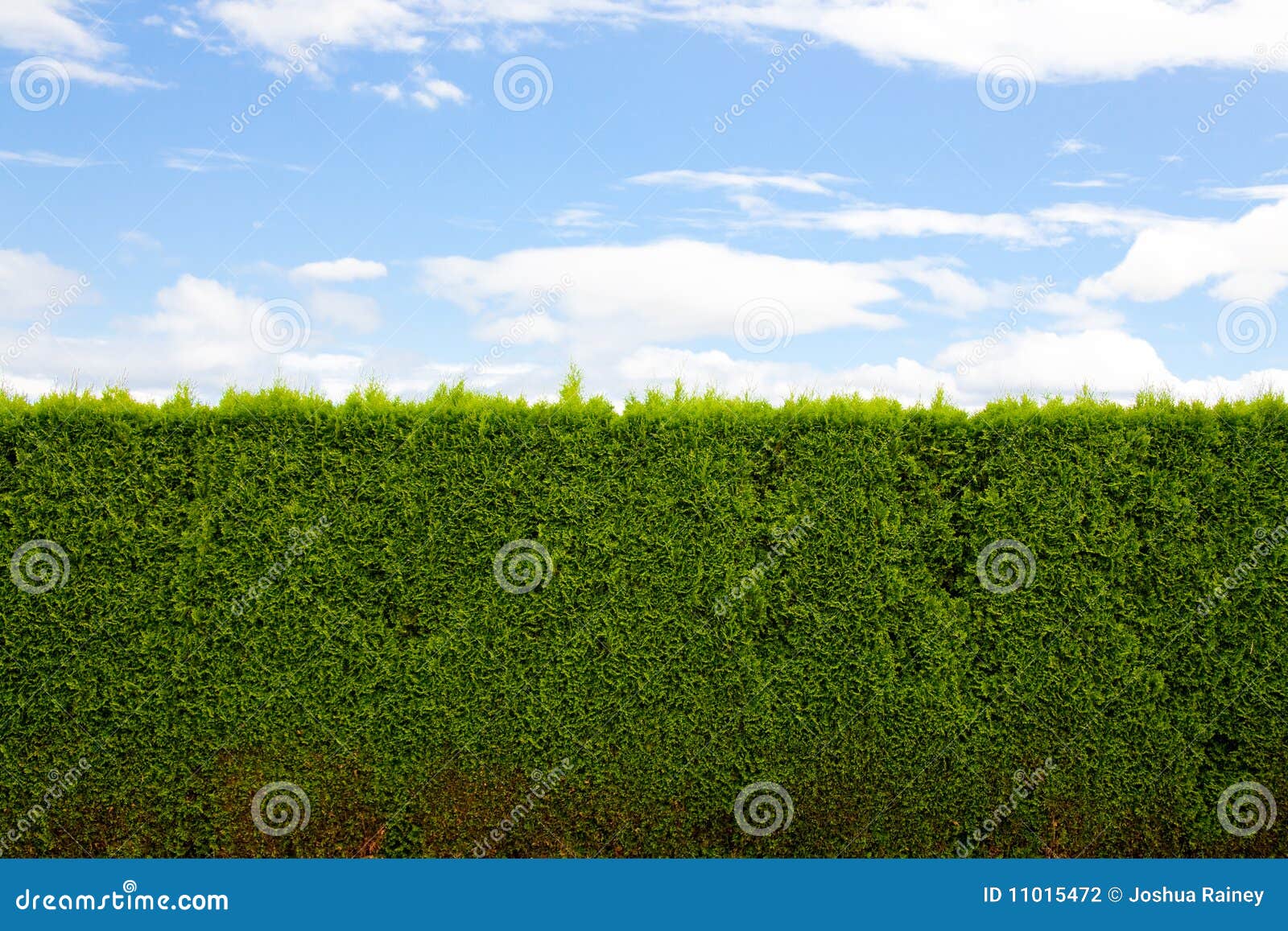 Horizontal Hedge stock photo. Image of copy, green, horizon - 11015472
