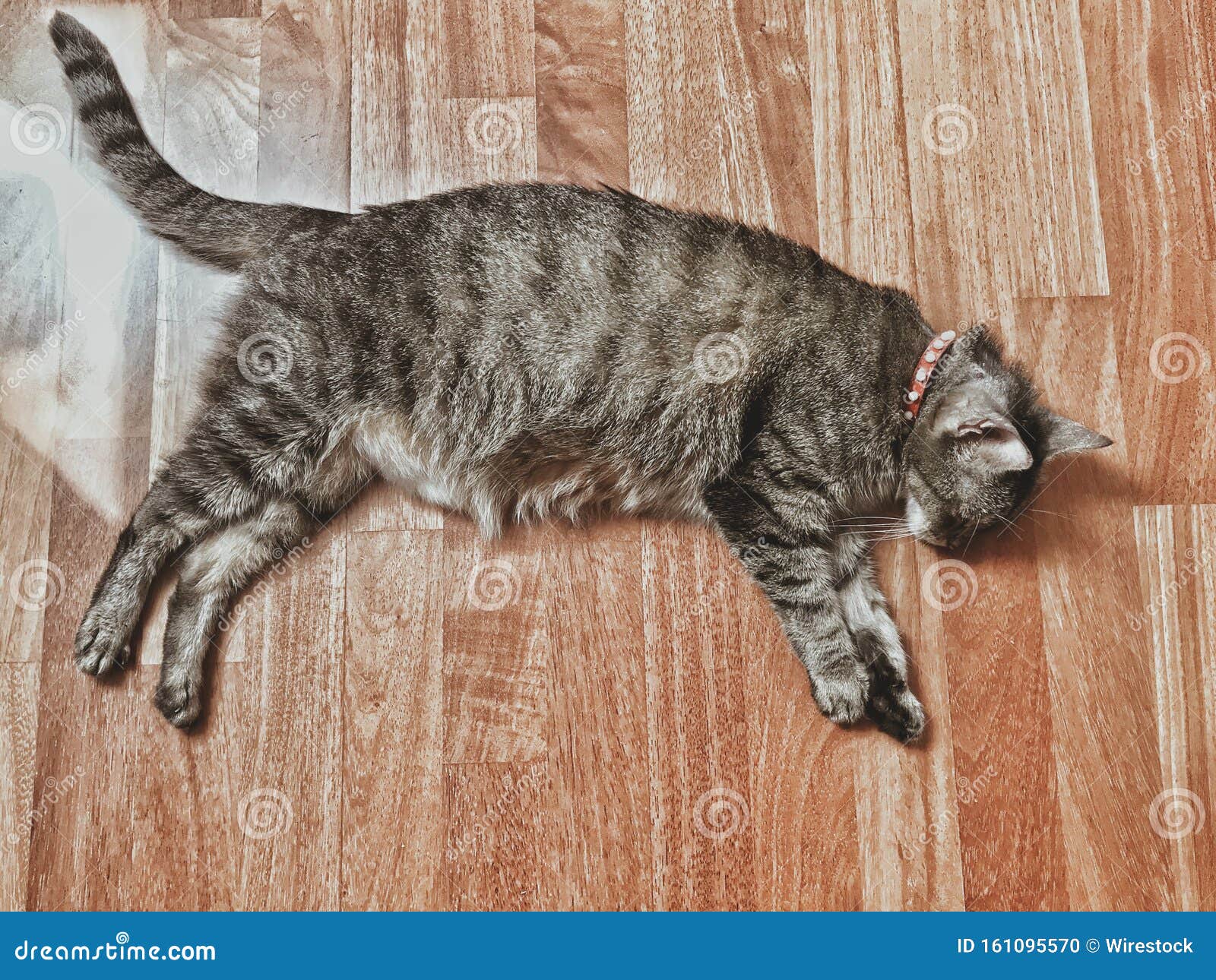 Horizontal High Angle Shot of a Cute Grey Cat Lying Down on the Floor ...
