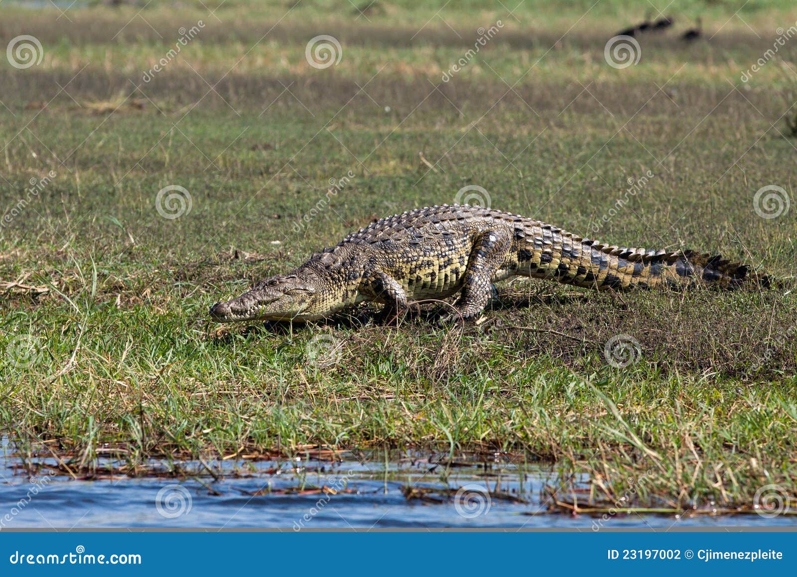 Horizontal Huge Male Crocodile Stock Photo - Image of dinosaurs ...