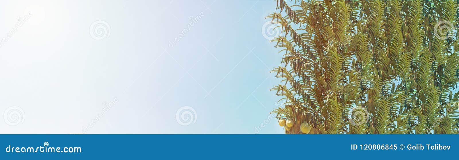 Horizontal Image of Abstract View of Palm Tree with Copy Space for Text ...