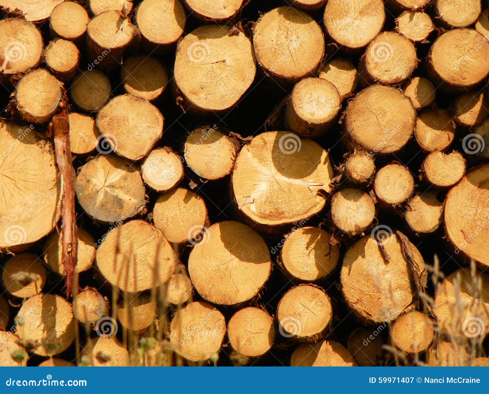 Horizontal Image of Cut Log Pile Illuminated by the Evening Sunset ...