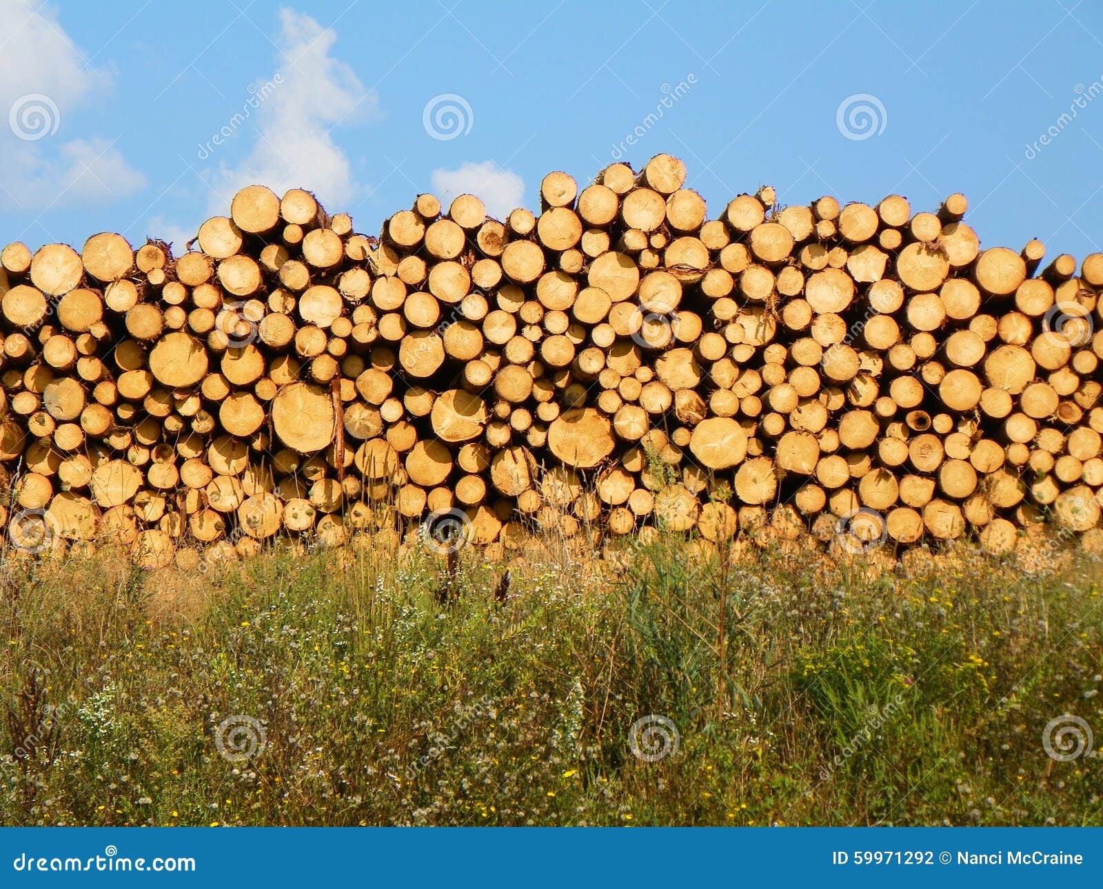 Horizontal Image of Cut Log Pile Uneven Top, Illuminated by the Evening ...