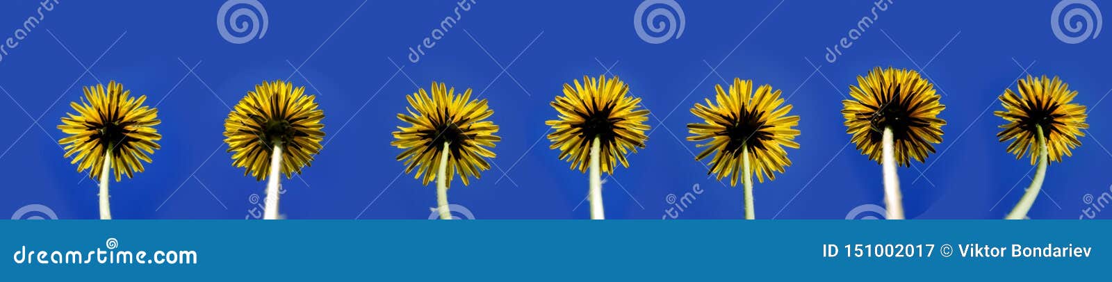 Horizontal Image of Dandelion Flowers on Blue Background Isolated Image ...