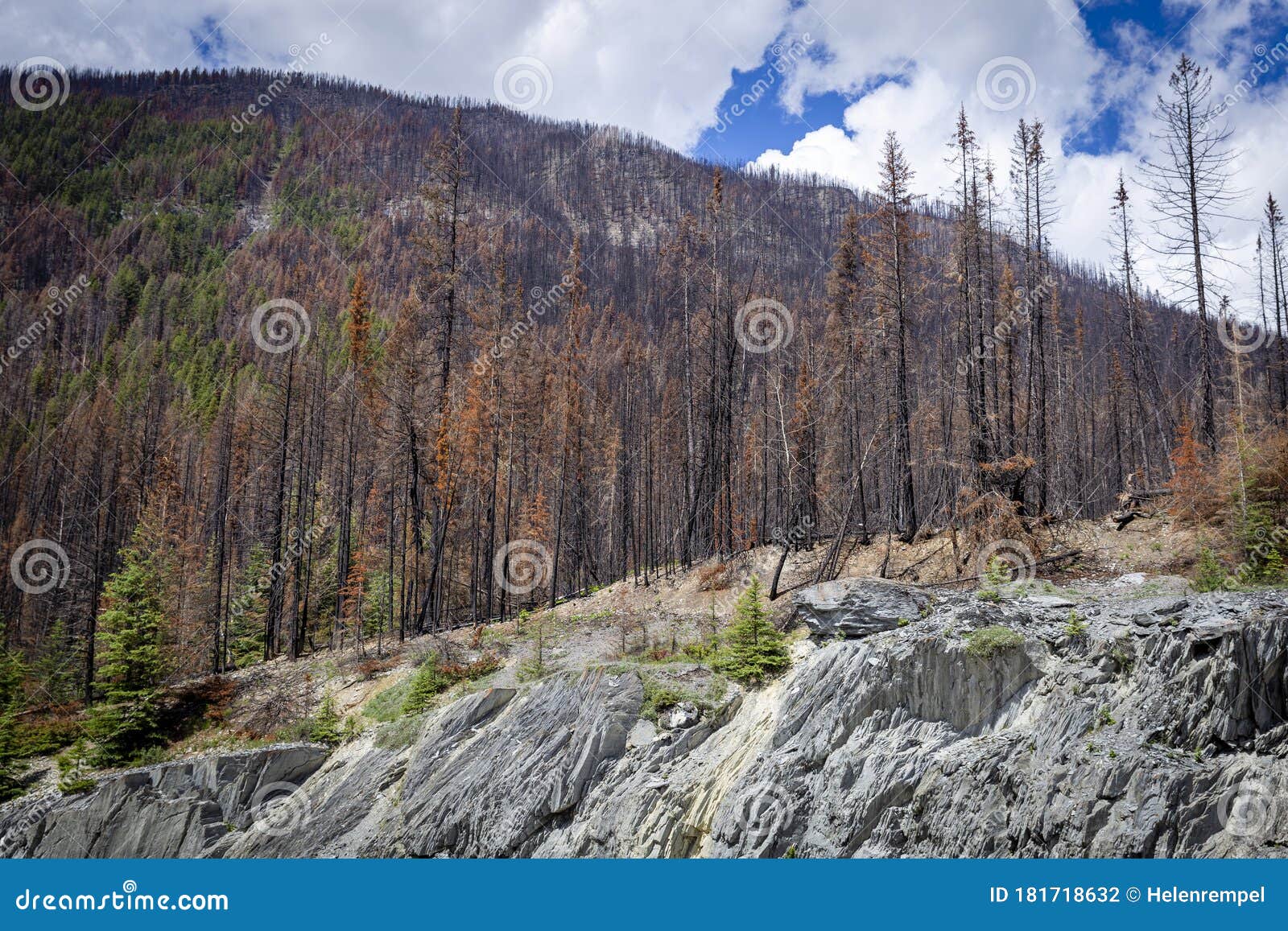 Mountain with Trees Destroyed by Fire. Stock Photo - Image of ...
