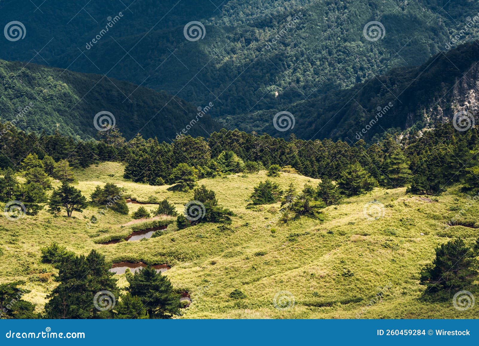 Horizontal Image of a Green Field in Front of a Forest Stock Photo ...