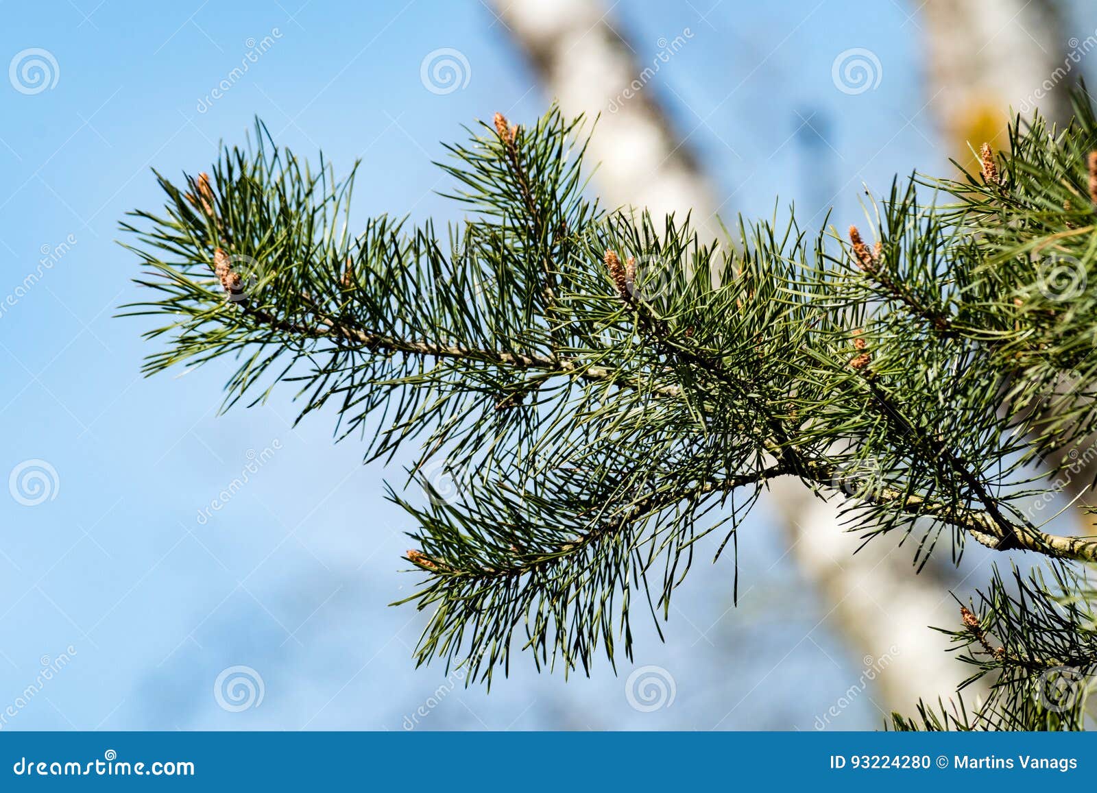 Horizontal Image of Lush Early Spring Foliage - Vibrant Green Sp Stock ...