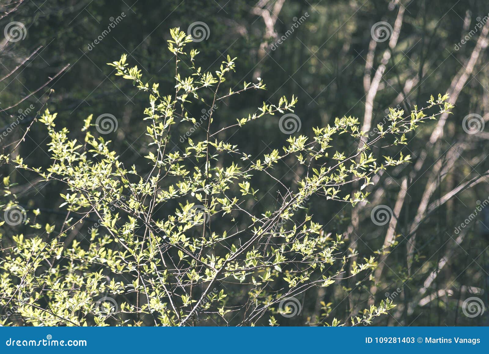 Horizontal Image of Lush Early Spring Foliage - Vibrant Green Sp Stock ...