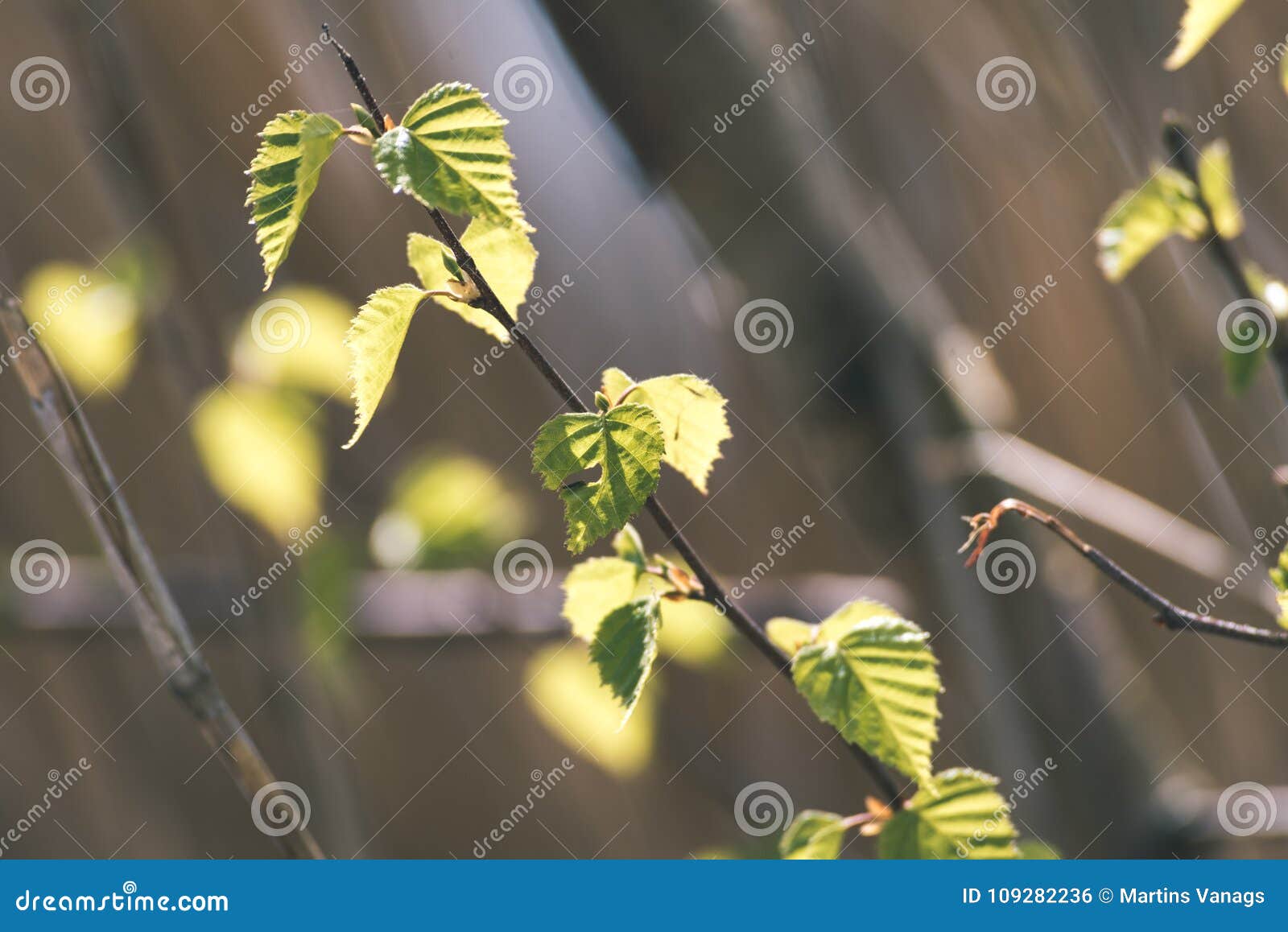 Horizontal Image of Lush Early Spring Foliage - Vibrant Green Sp Stock ...