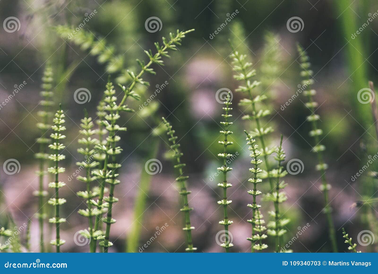 Horizontal Image of Lush Early Spring Foliage - Vibrant Green Sp Stock ...