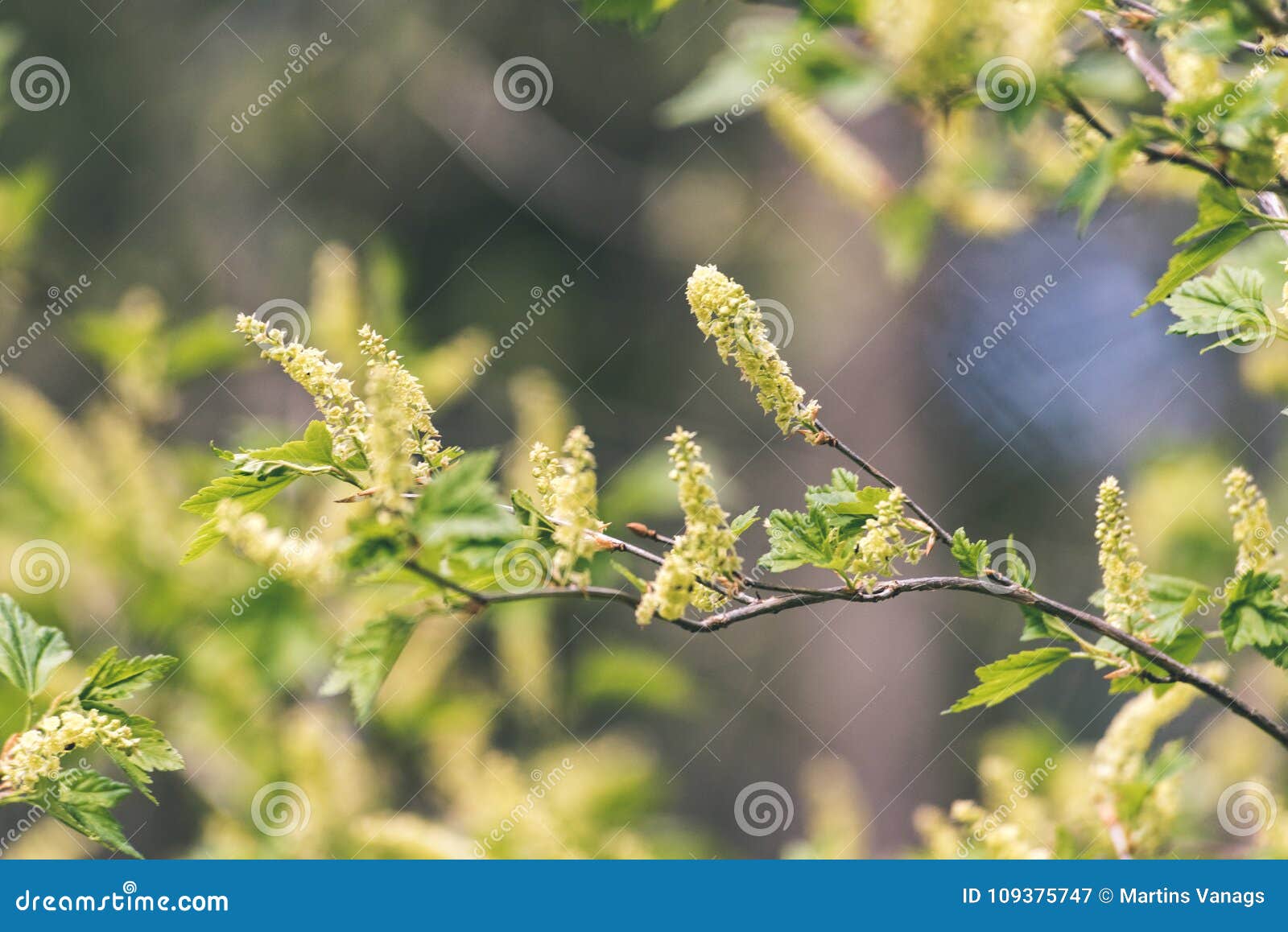 Horizontal Image of Lush Early Spring Foliage - Vibrant Green Sp Stock ...